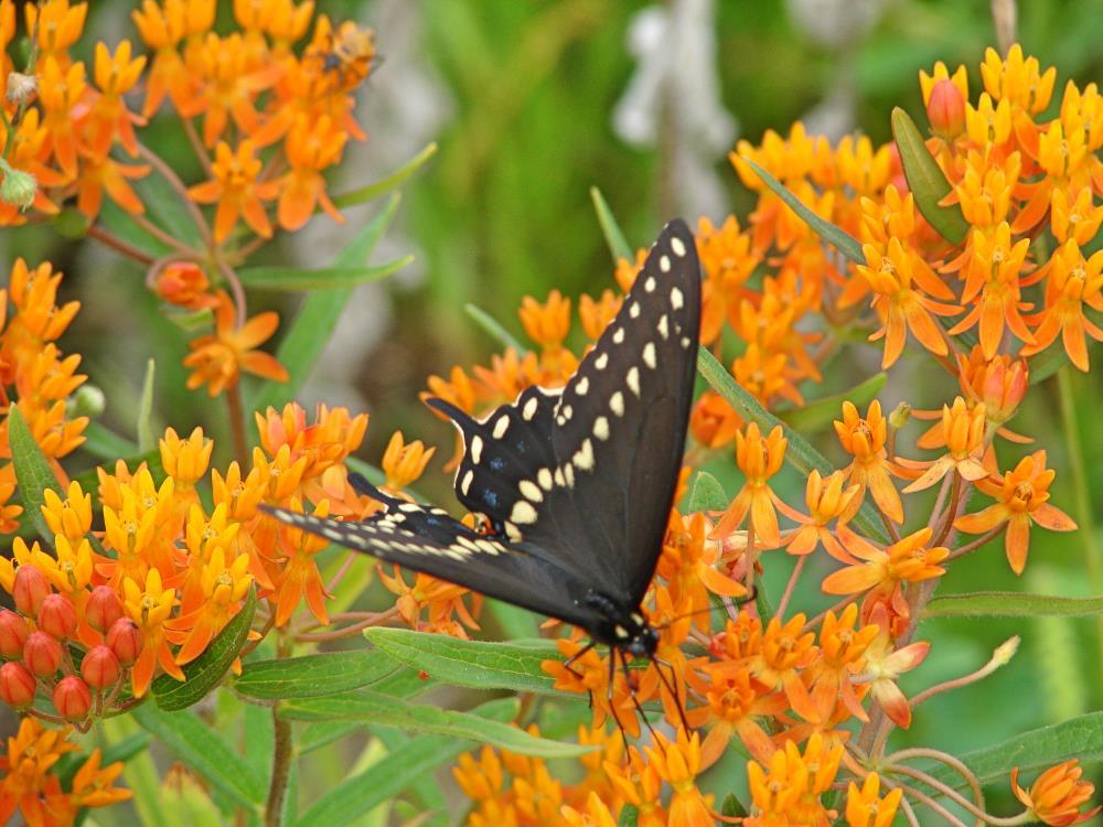 Prairie Plants - Wild Ones Gibson Woods Chapter