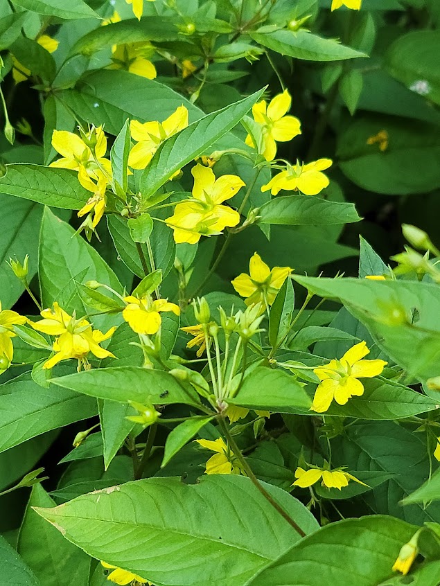 Prairie Plants - Wild Ones Gibson Woods Chapter