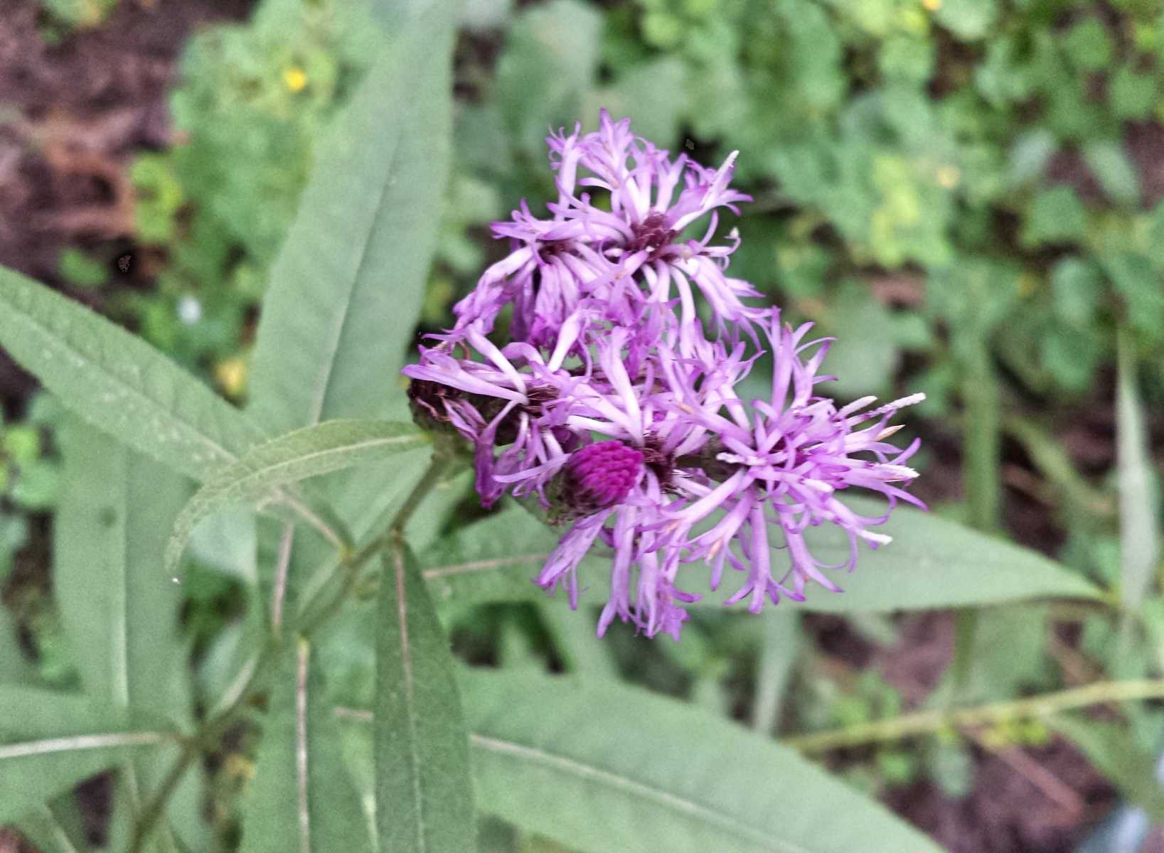 Wetland Plants - Wild Ones Gibson Woods Chapter