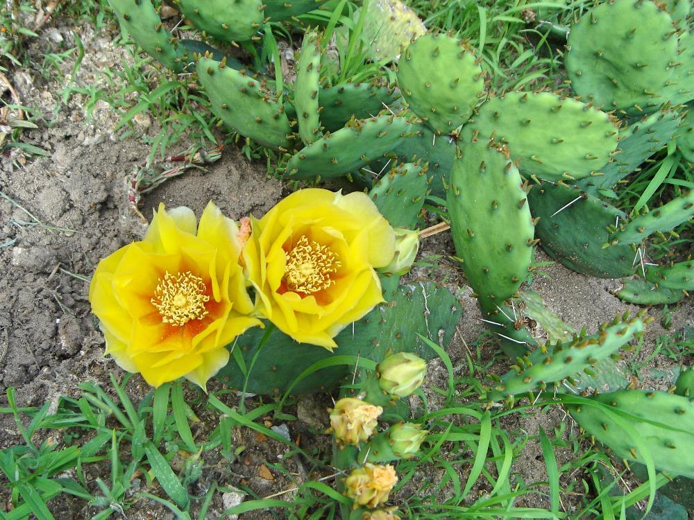 Prairie Plants - Wild Ones Gibson Woods Chapter