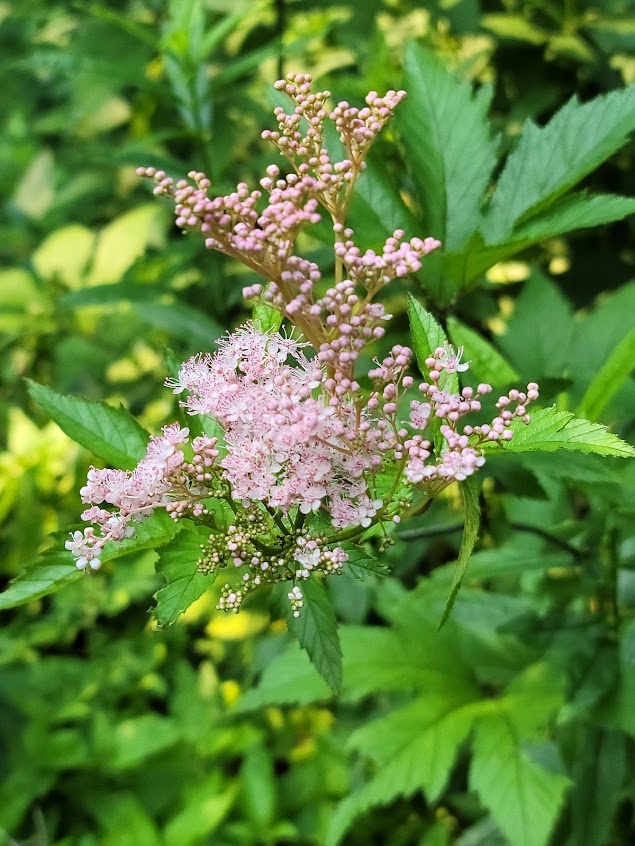 Prairie Plants - Wild Ones Gibson Woods Chapter