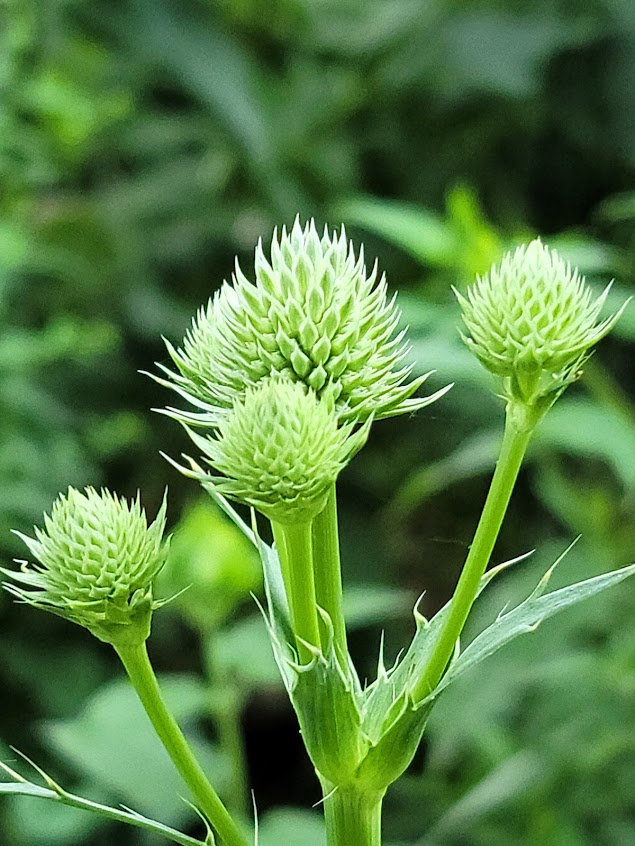 Prairie Plants - Wild Ones Gibson Woods Chapter