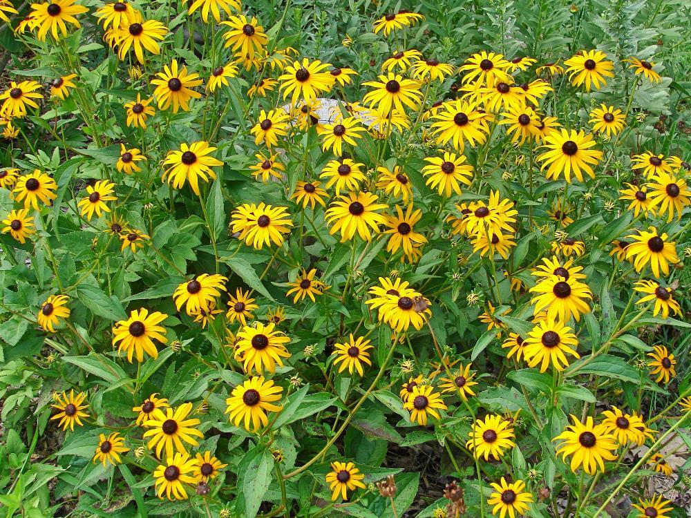 Prairie Plants - Wild Ones Gibson Woods Chapter