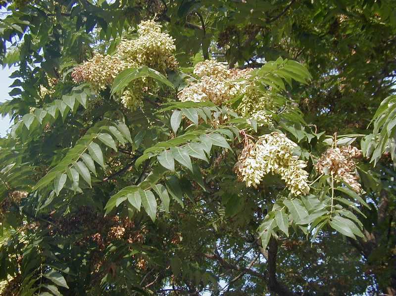 Invasive Plant Information - Wild Ones Gibson Woods Chapter